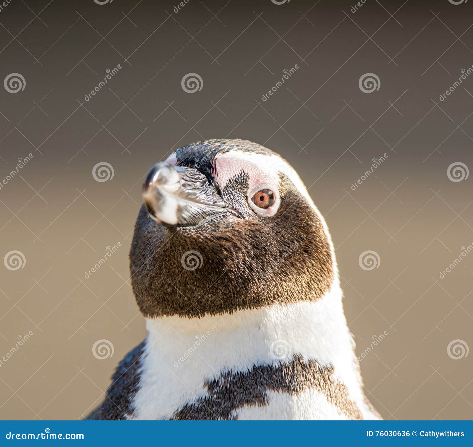 African Penguin Portrait stock photo. Image of flightless - 76030636