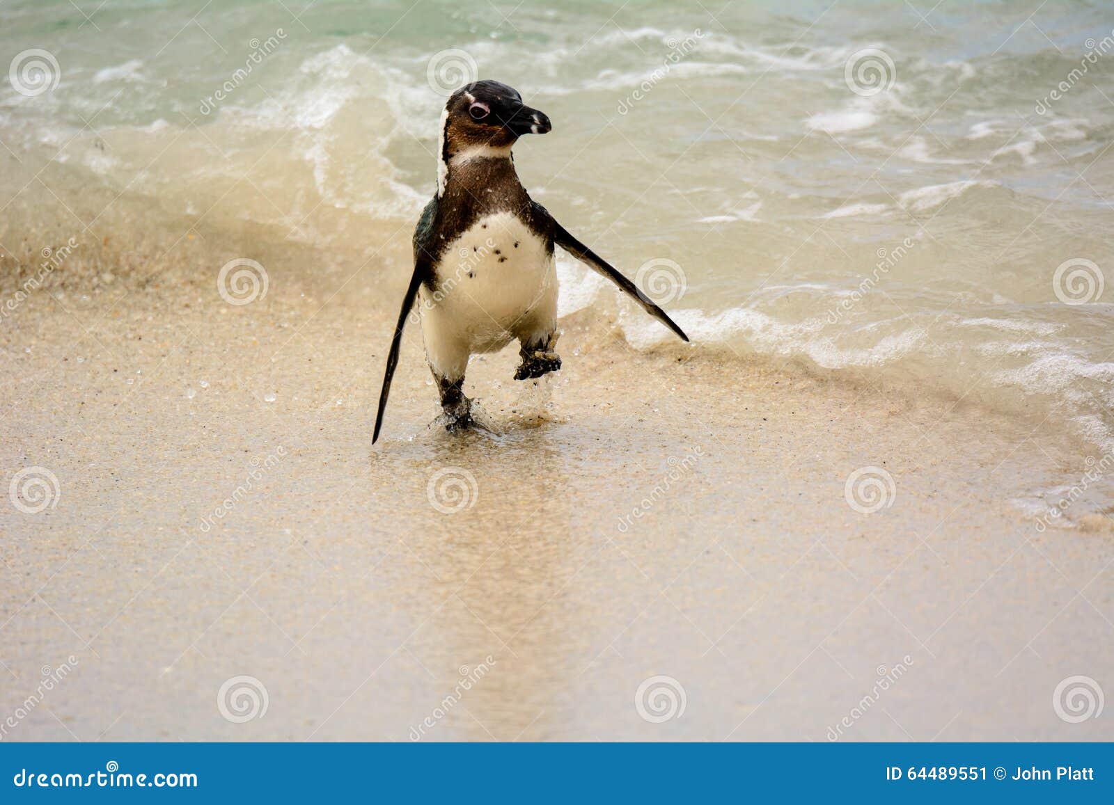 An African Penguin Posing on the Beach Stock Image - Image of wildlife ...
