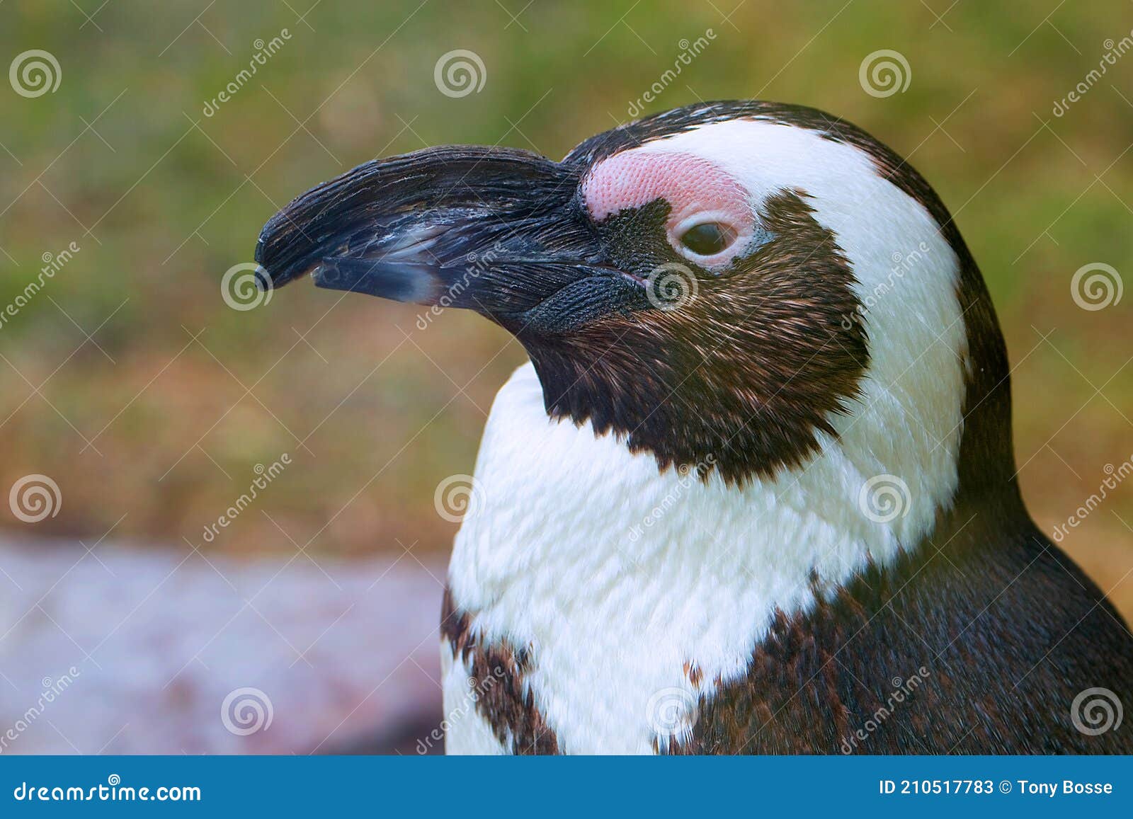 African Penguin Profile stock image. Image of penguin - 210517783