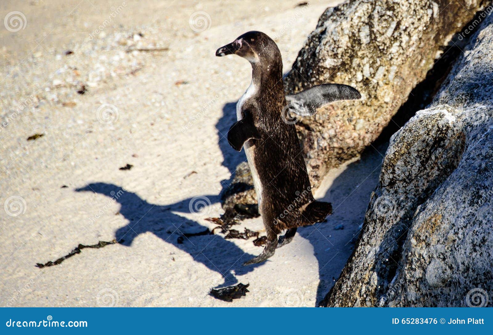 An African Penguin and Shadow Leaping from a Rock Stock Photo - Image ...