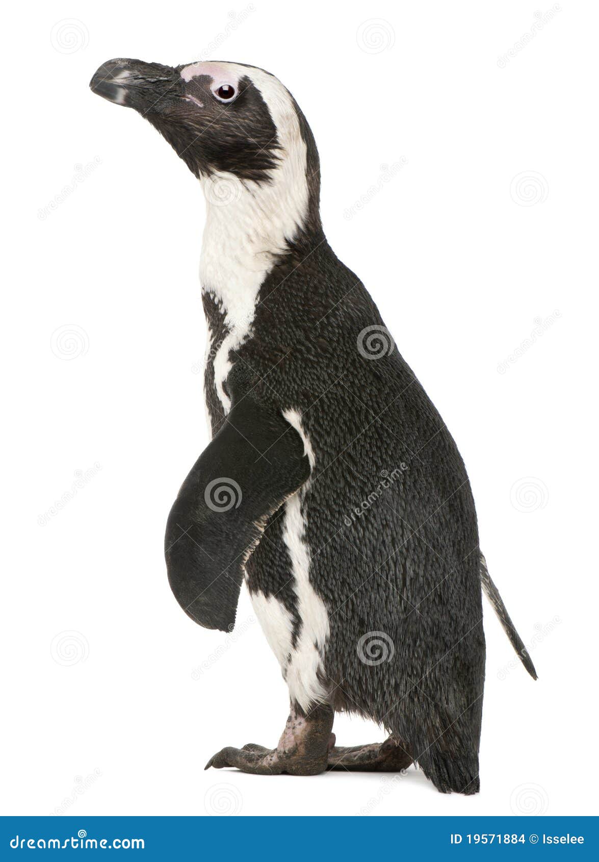 African Penguin, Spheniscus Demersus Stock Photo - Image of shot ...