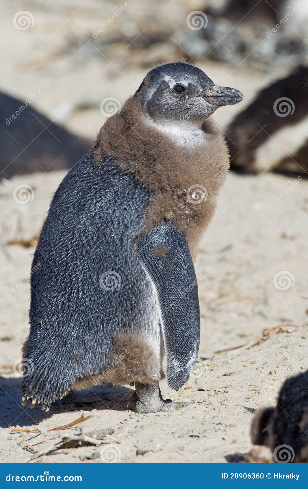 African Penguin (spheniscus Demersus) Stock Photo - Image of park ...