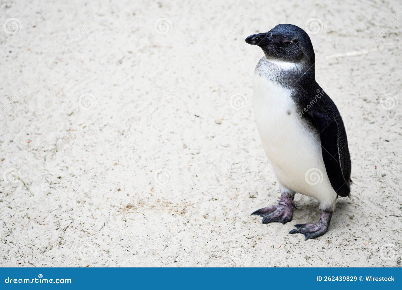 African Penguin in a Standing Posture on the Floor. Stock Image - Image ...