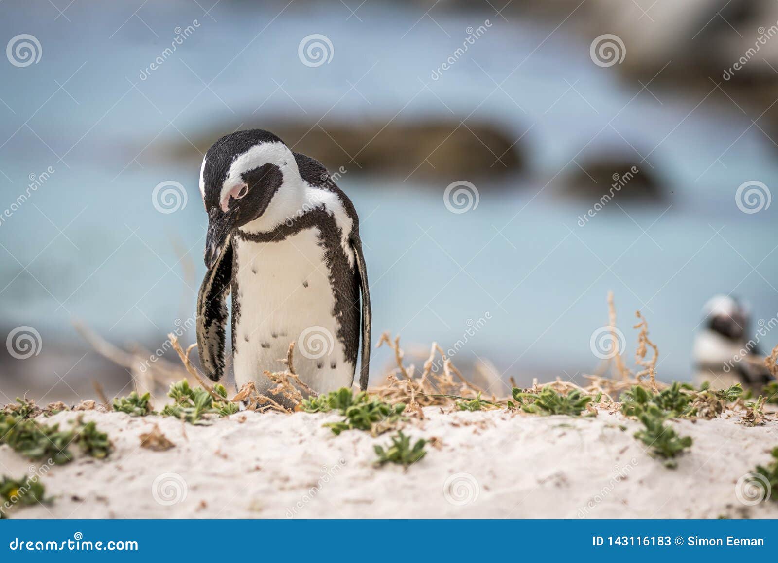 African Penguin Standing in the Sand Stock Image - Image of ...