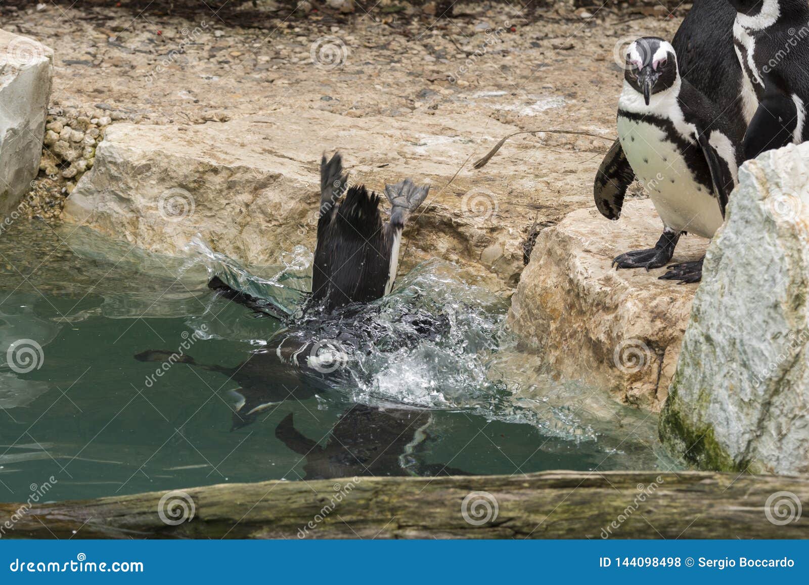 African penguin in a zoo stock photo. Image of feathers - 144098498