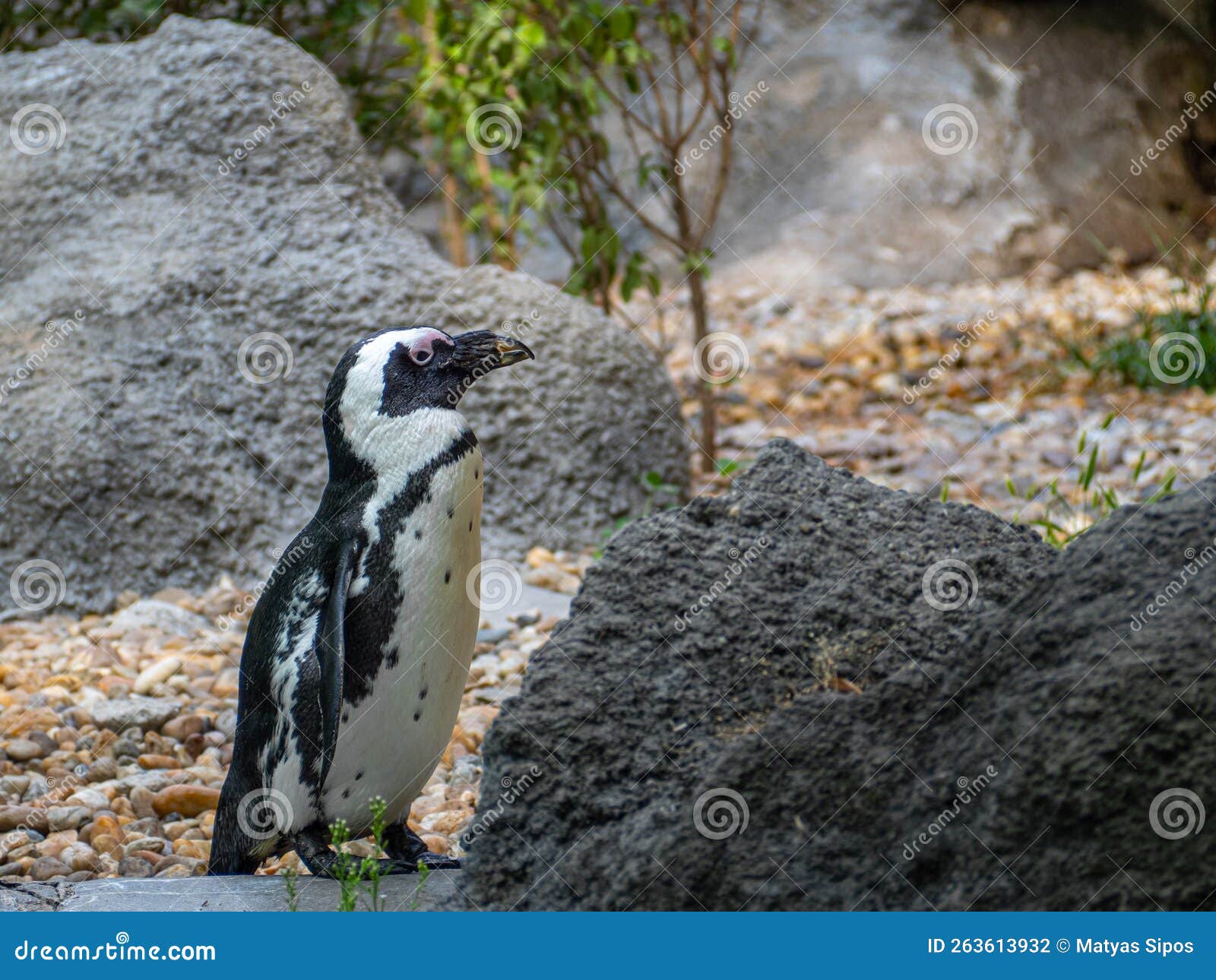 Waddle Pool At A Luxury Beach Resort Stock Photo | CartoonDealer.com ...