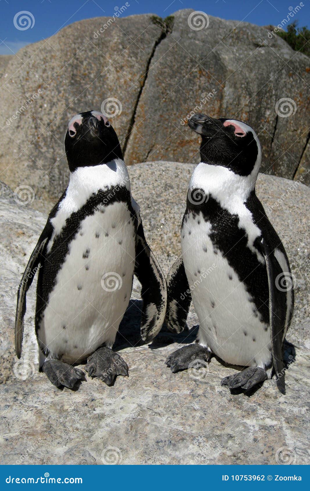 African Penguins stock photo. Image of funny, animal - 10753962