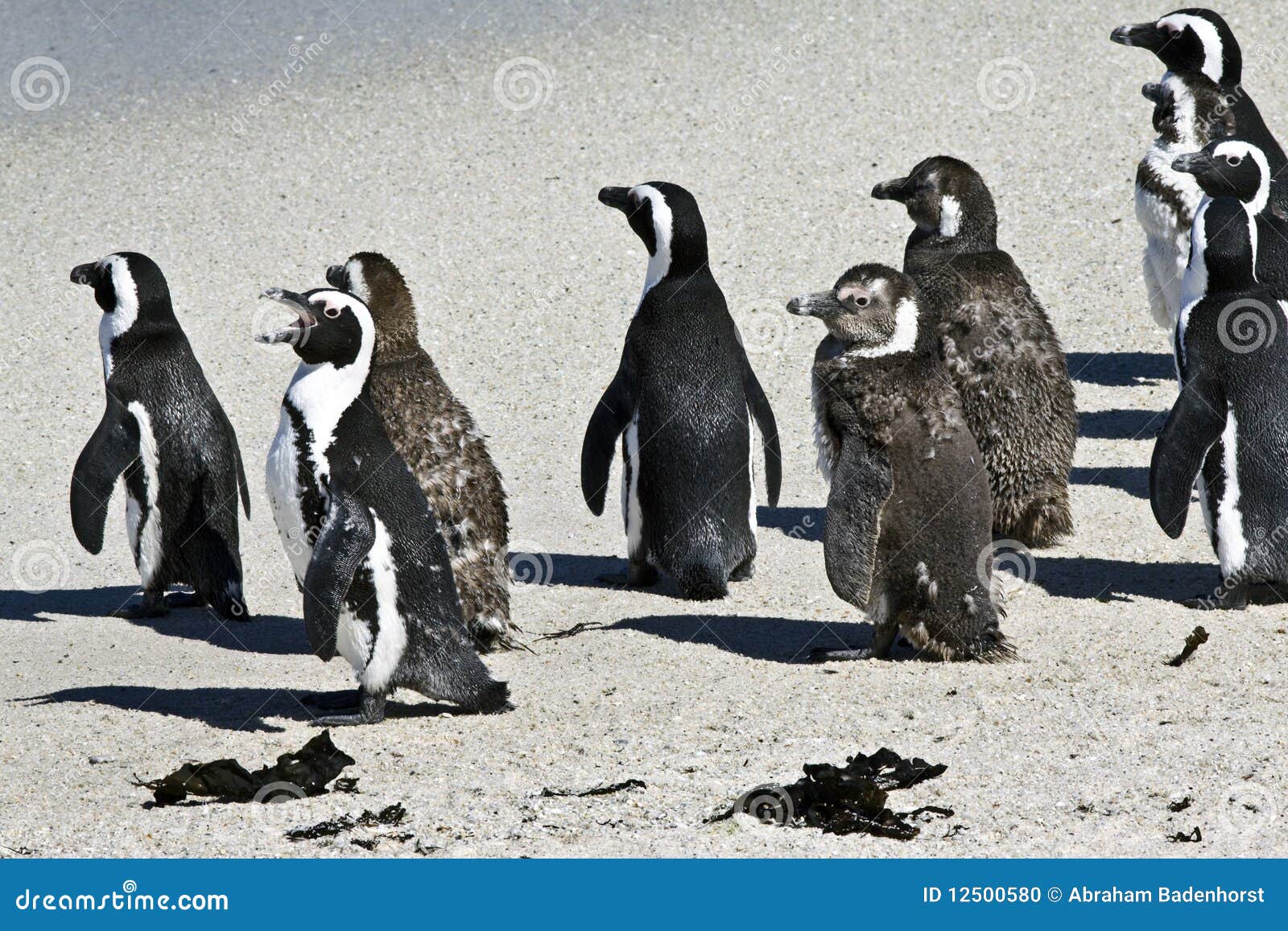 African penguins stock photo. Image of species, african - 12500580