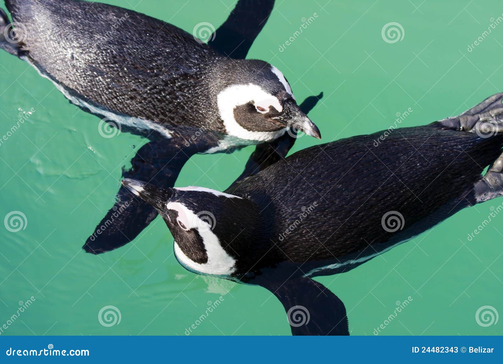 African penguins stock image. Image of spheniscus, swimming - 24482343
