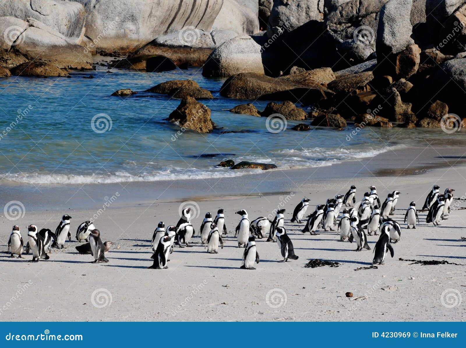 African Penguins on the Beach Stock Image - Image of rocks, swim: 4230969