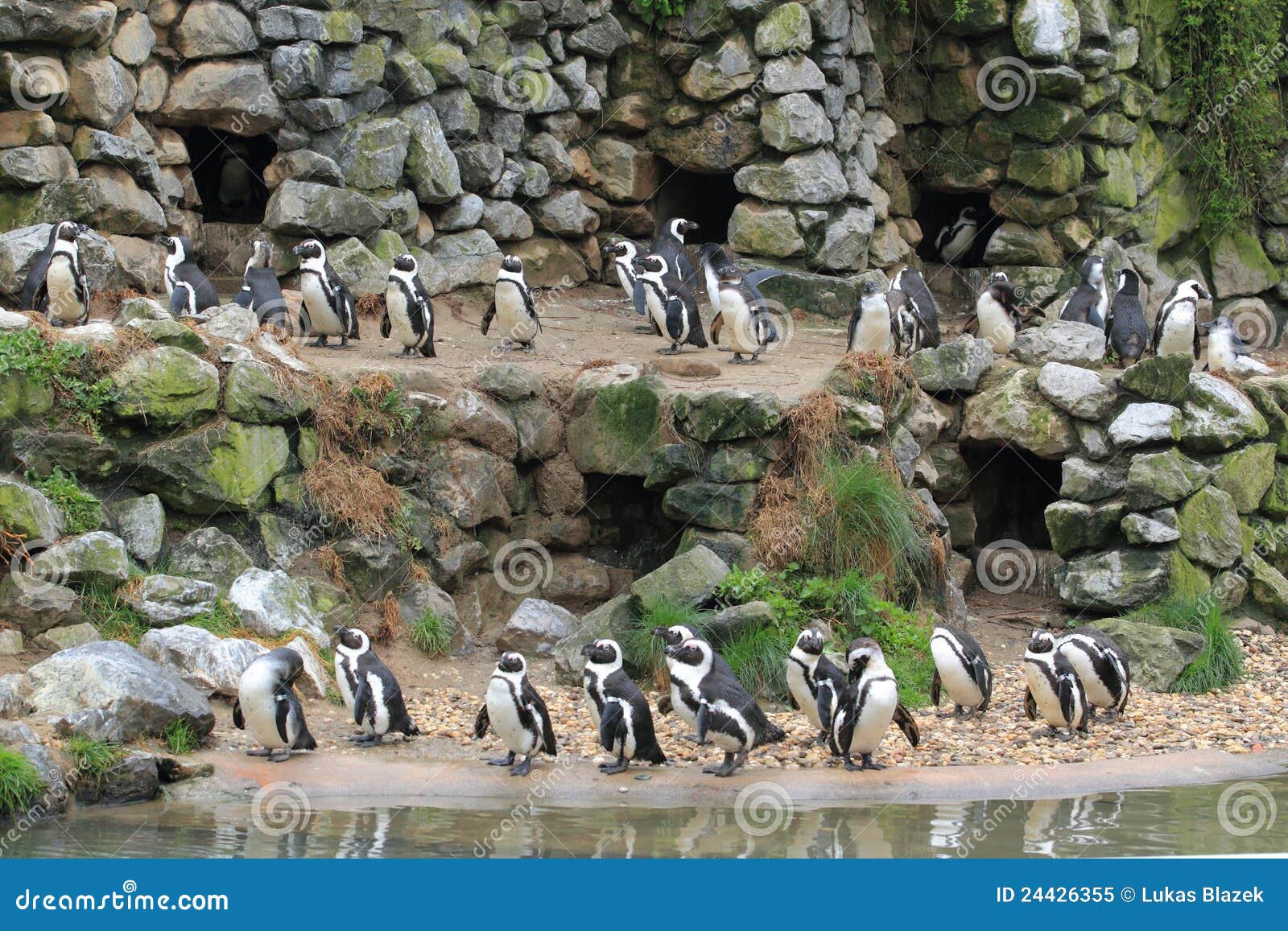 African penguins rookery stock image. Image of african - 24426355