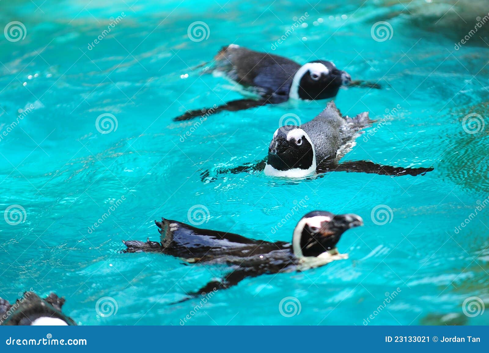 African penguins swimming stock image. Image of endangered - 23133021