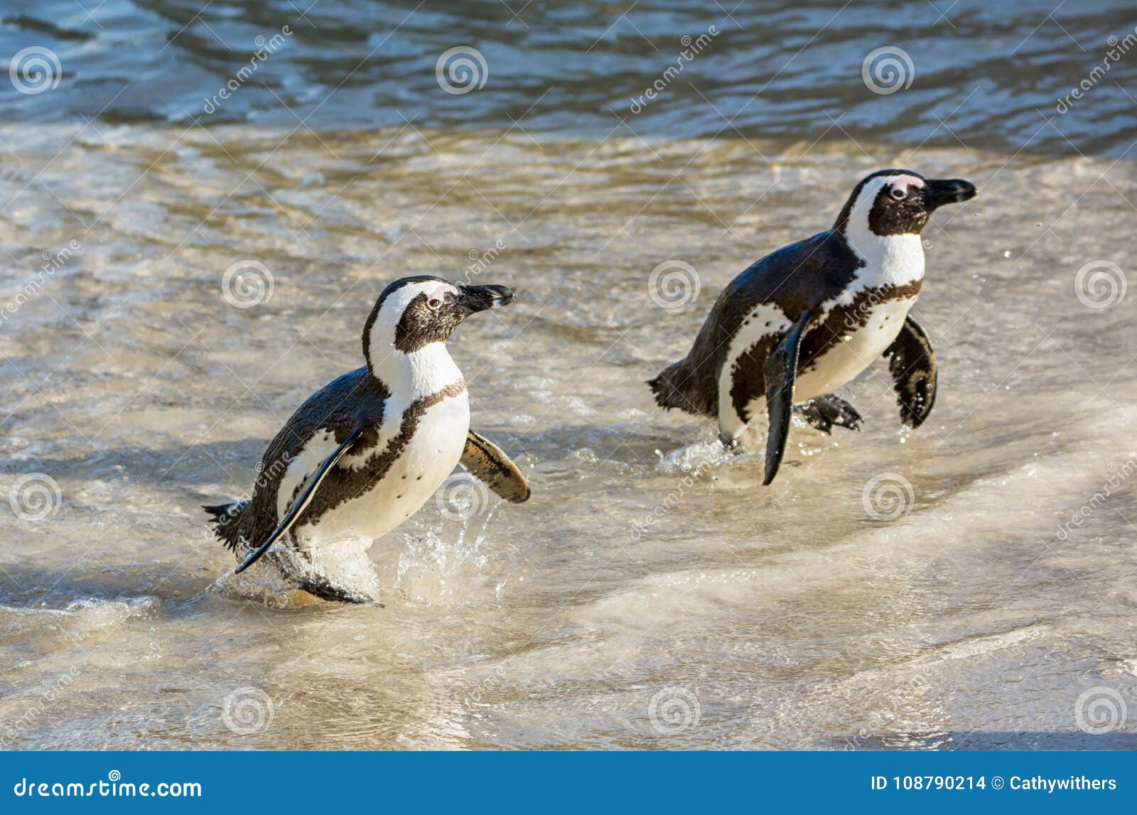 African Penguins Swimming stock photo. Image of outdoor - 108790214