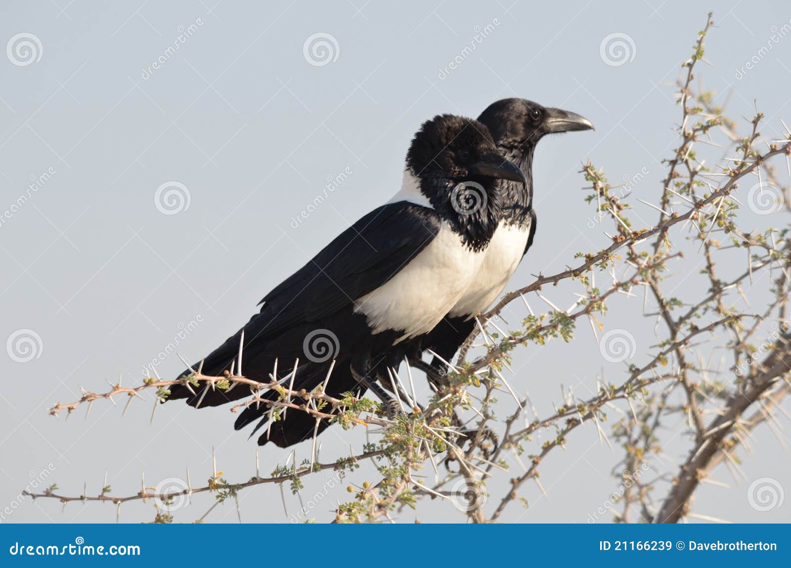 African pied crows stock image. Image of africa, pied - 21166239