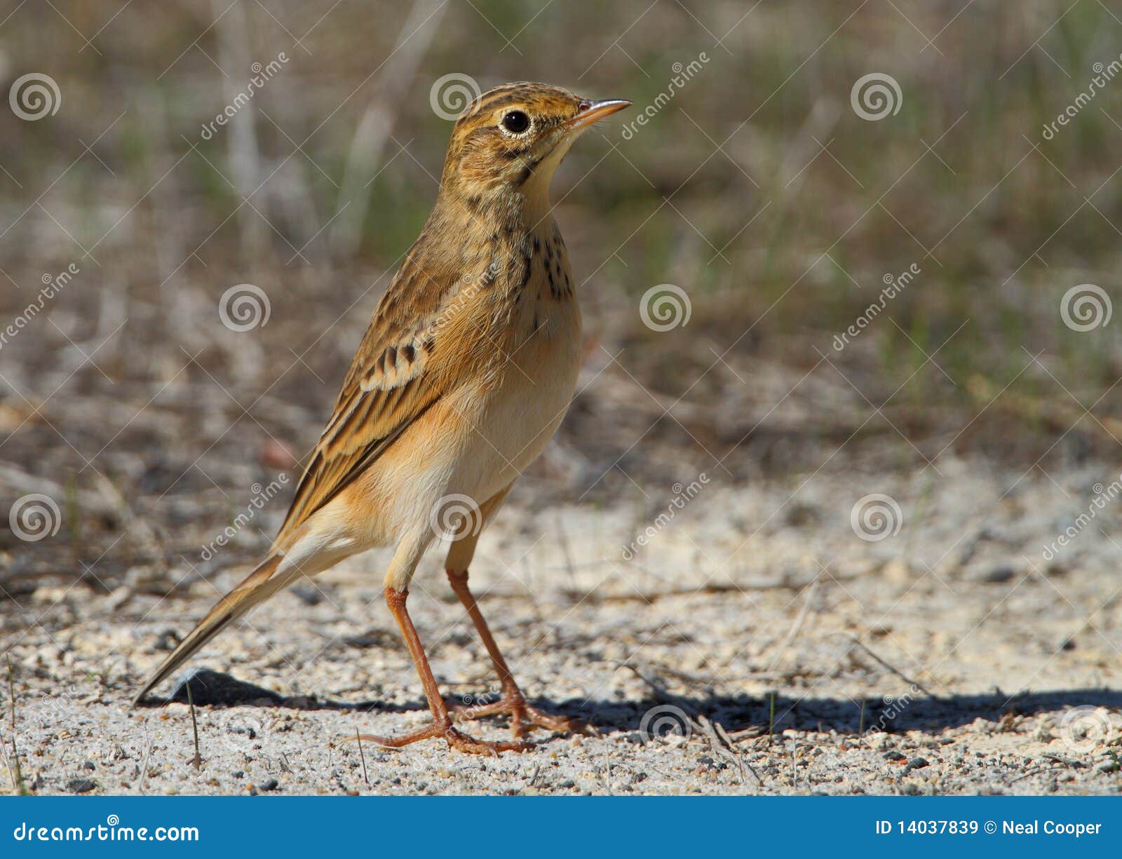 African Pipit stock image. Image of passerine, town, african - 14037839