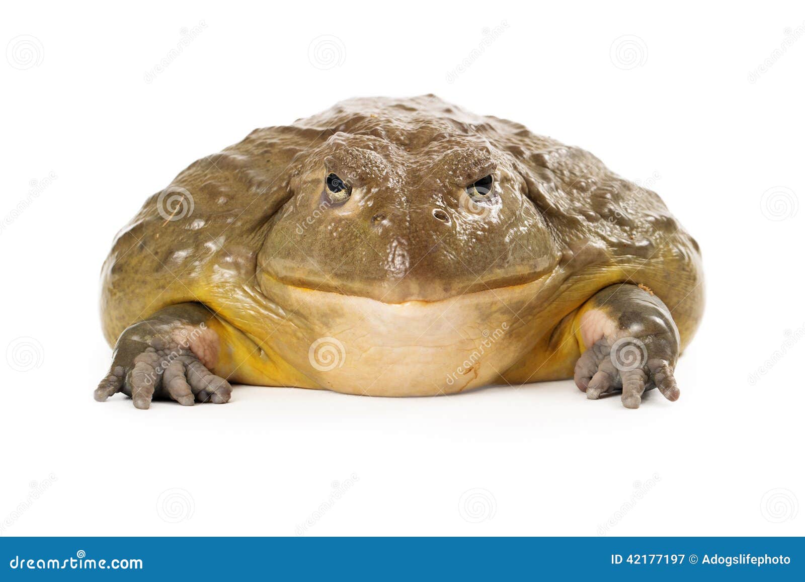 African Pixie Frog stock image. Image of tropical, cute - 42177197