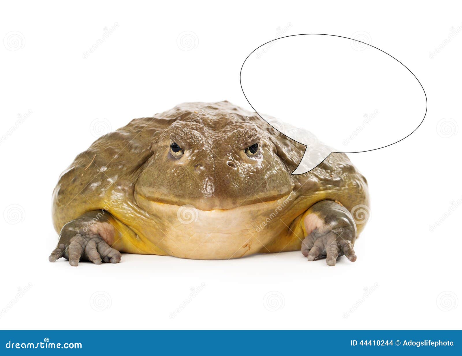 African Pixie Frog with Speech Bubble Stock Photo - Image of humorous ...