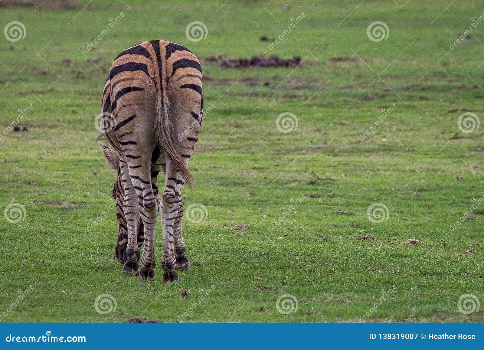 African Plains Zebra from Behind Stock Image - Image of zebra ...