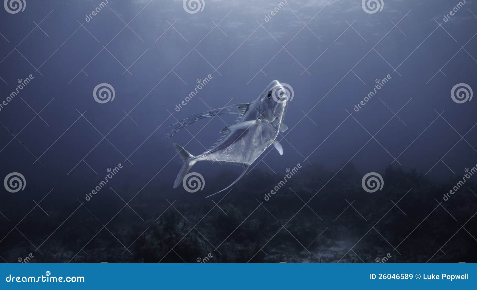 African Pompano in Blue Water Stock Image - Image of rays, florida ...