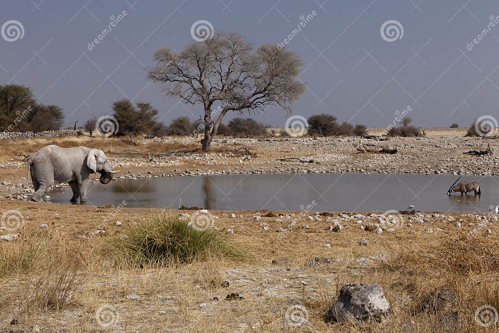 African pool of water stock image. Image of travels, habitat - 21474387