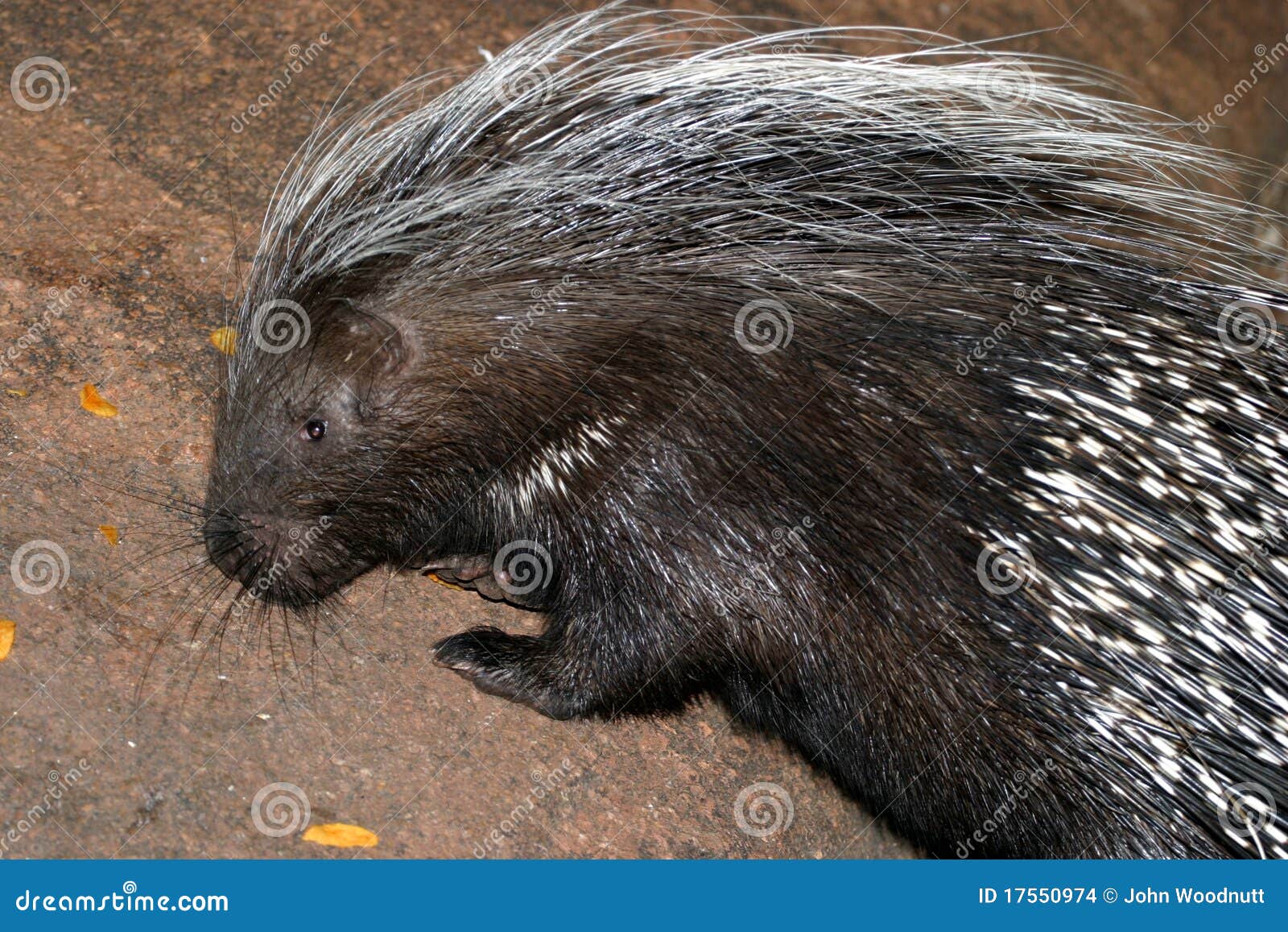 African porcupine stock photo. Image of african, white - 17550974