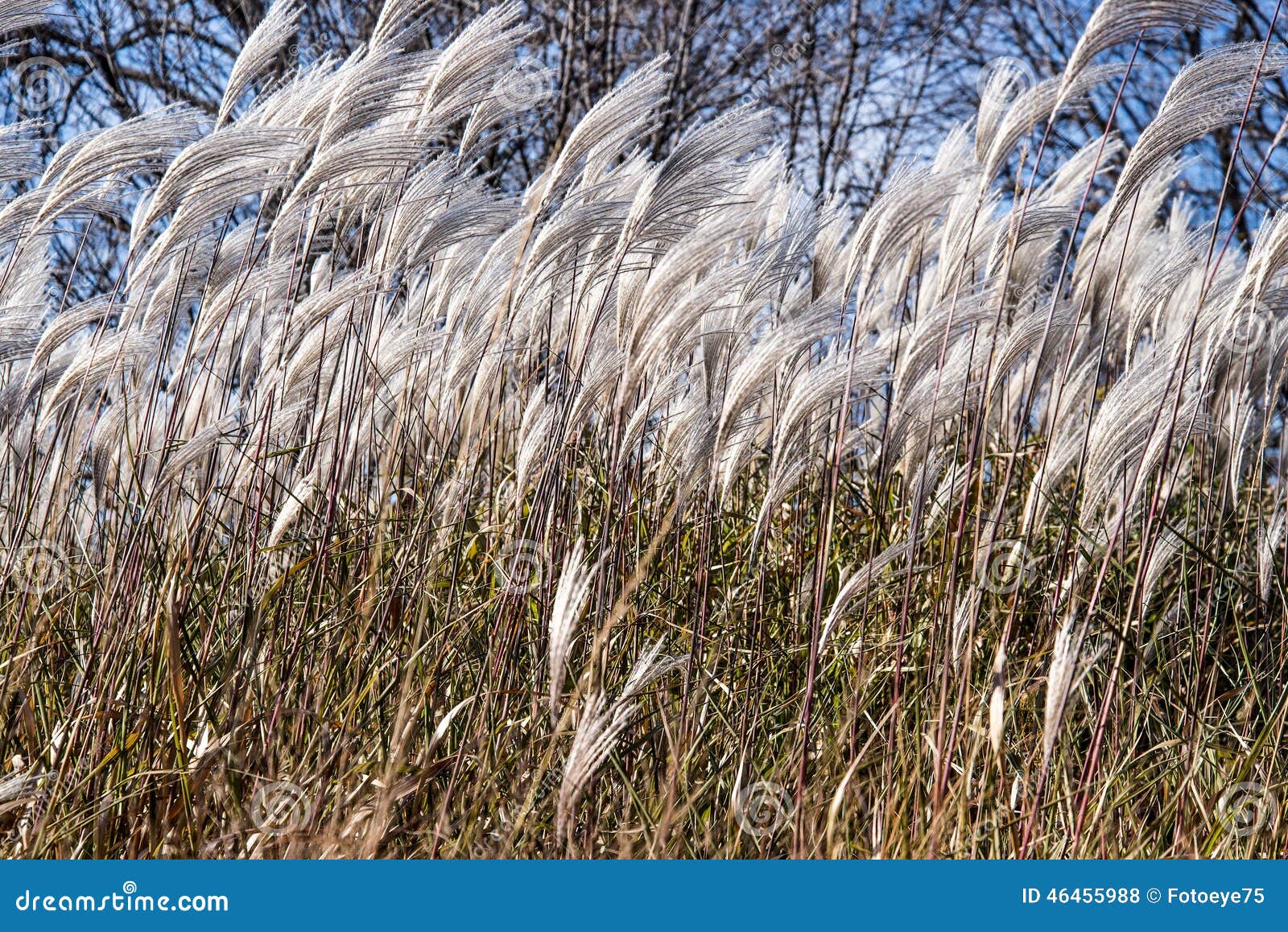 African Prairie Grass stock photo. Image of landscape - 46455988