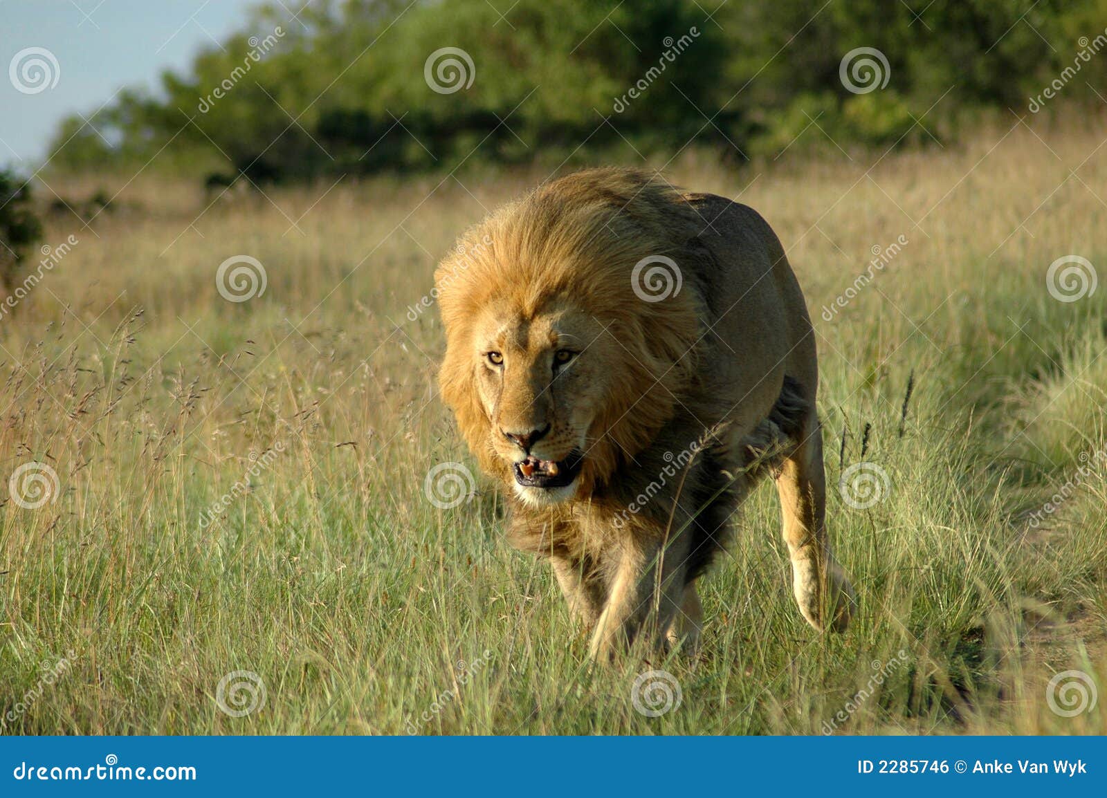 African predator stock photo. Image of kruger, dangerous - 2285746
