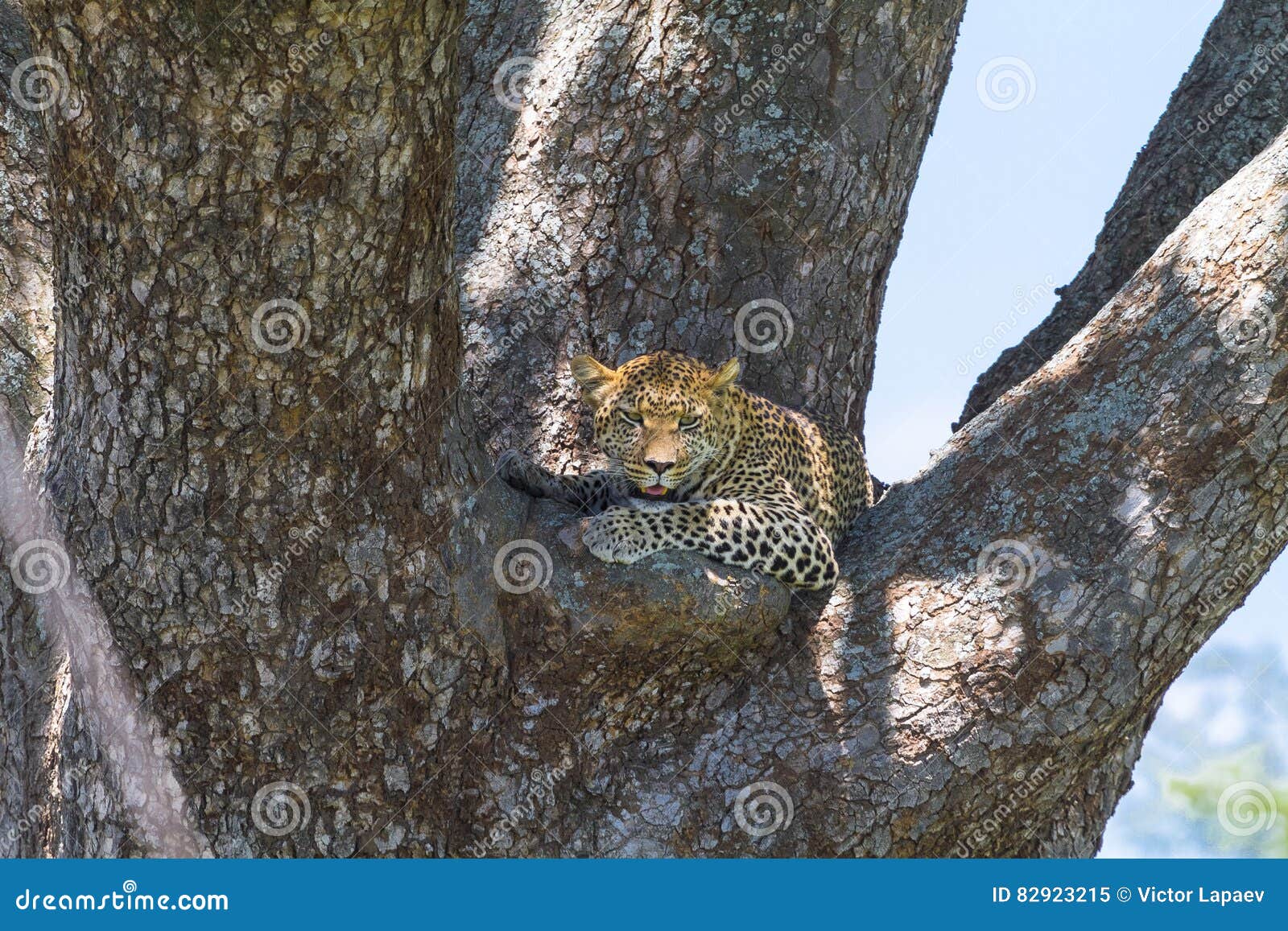 African Predators. Leopard. Serengeti. Stock Image - Image of closeup ...