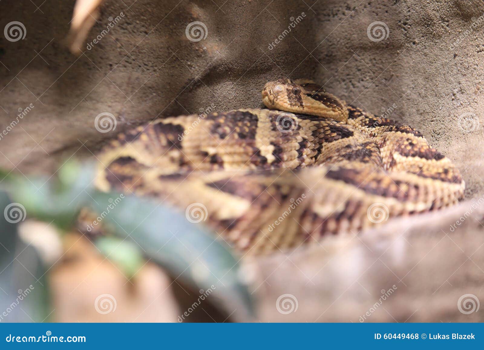 African puff adder stock photo. Image of snake, african - 60449468