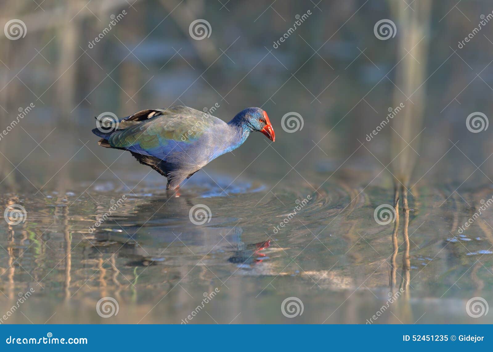 African Purple swamp hen stock image. Image of wildlife - 52451235