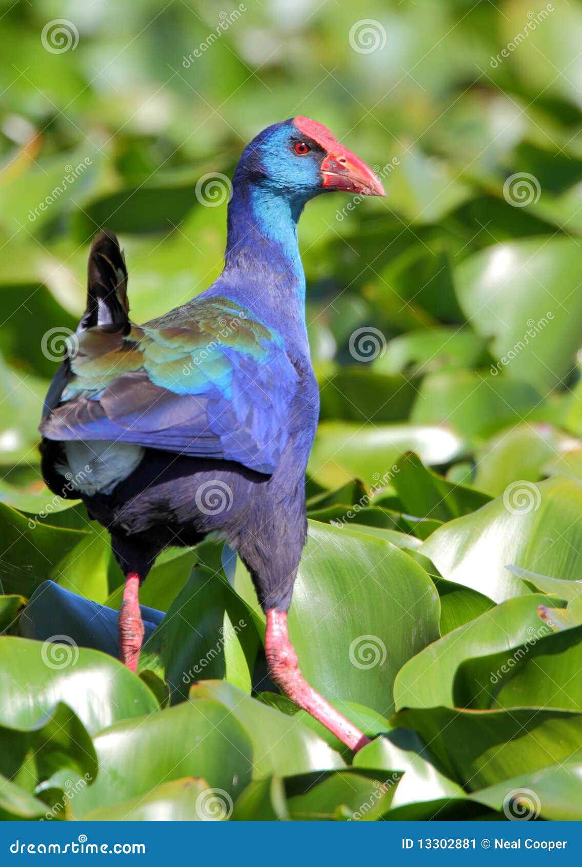 Purple Swamphen Royalty-Free Stock Photo | CartoonDealer.com #52222509