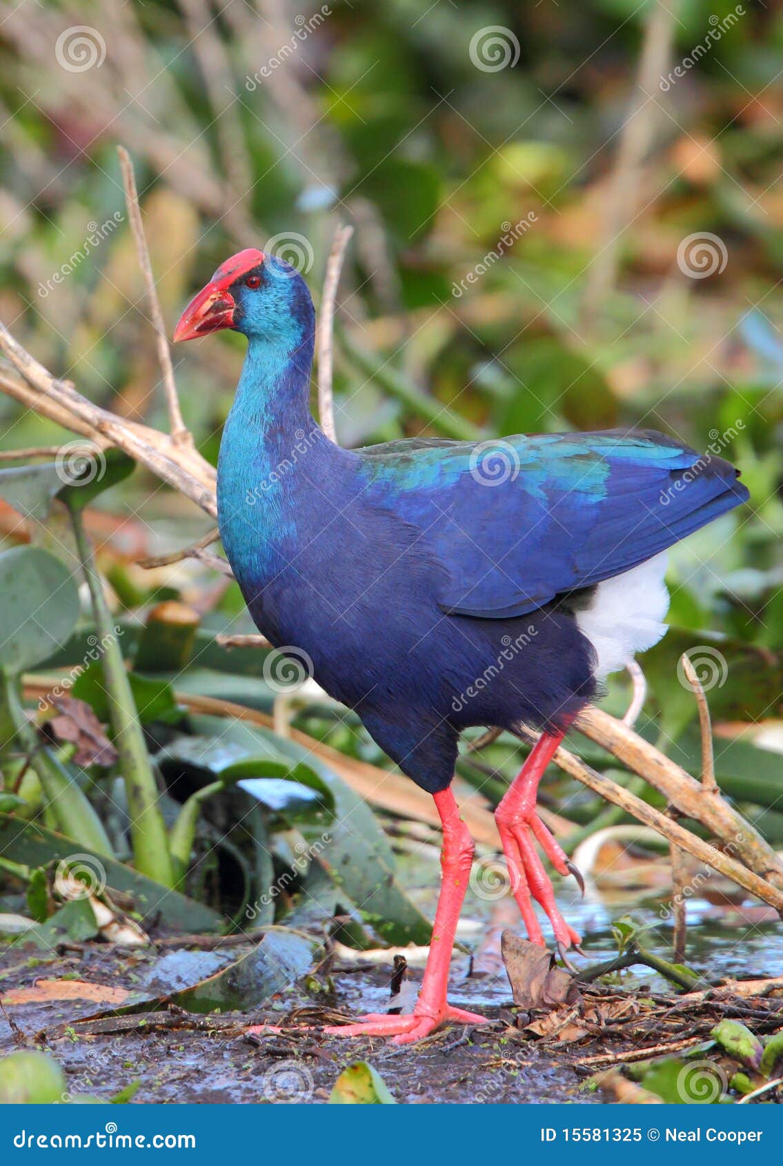 Purple Swamphen Royalty-Free Stock Photo | CartoonDealer.com #52222509