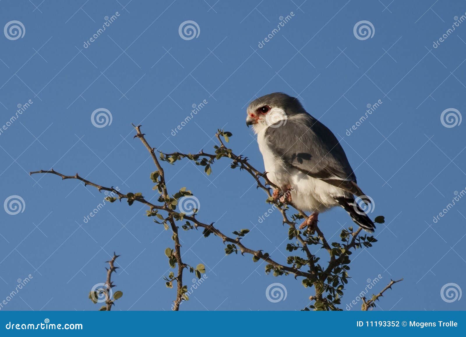 African Pygmy Falcon, Namibia Stock Photo - Image of etosha, polihierax ...