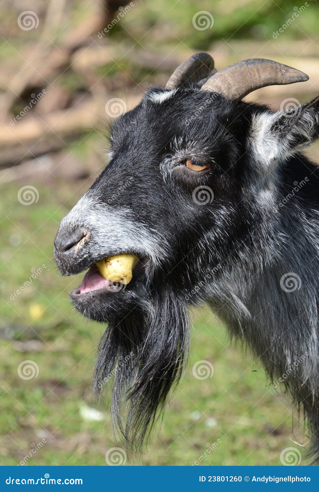 African Pygmy Goat stock photo. Image of farmyard, billy - 23801260