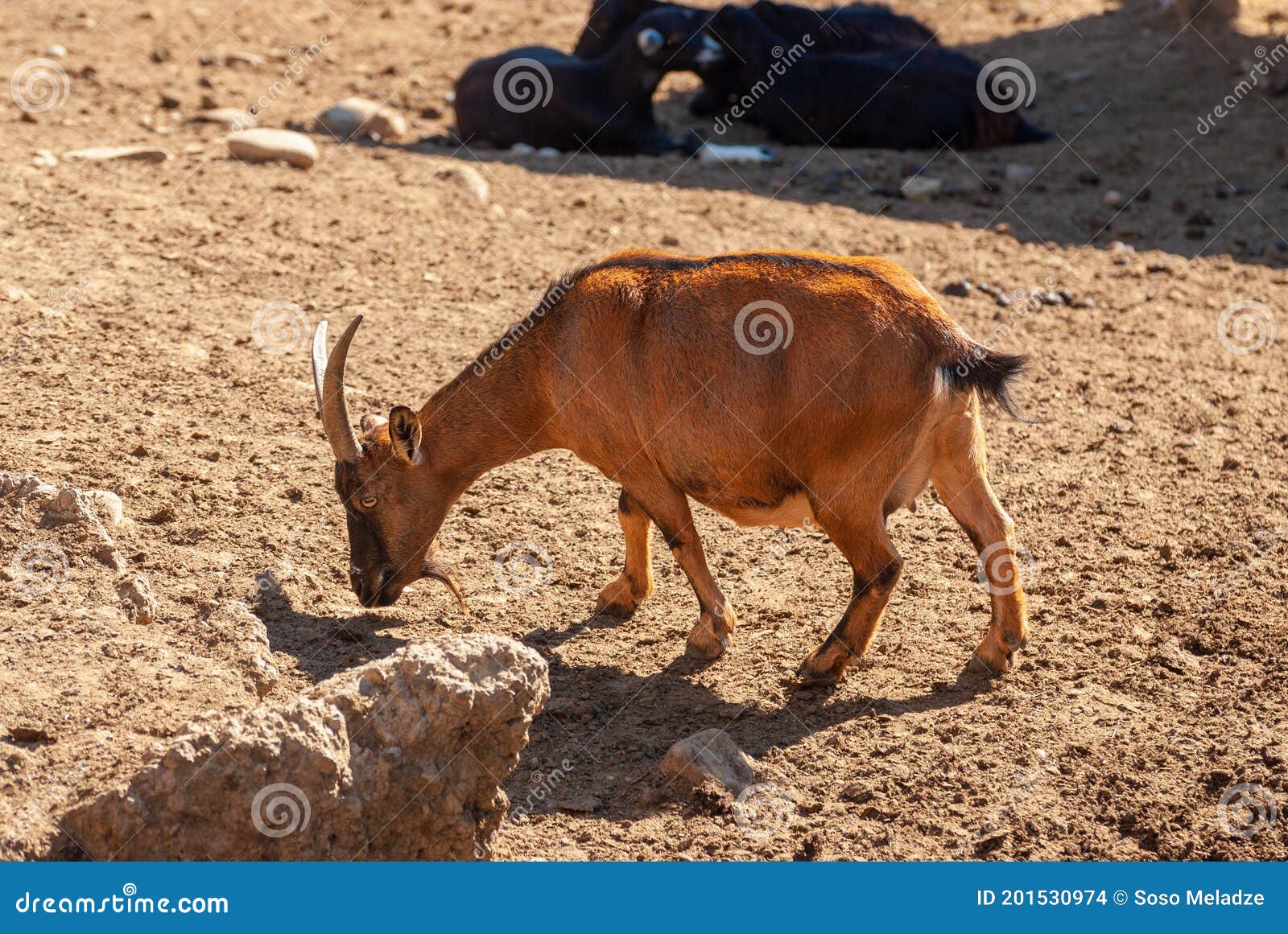 African Pygmy Goat. Funny and Beautiful Ungulate Animal Stock Photo ...
