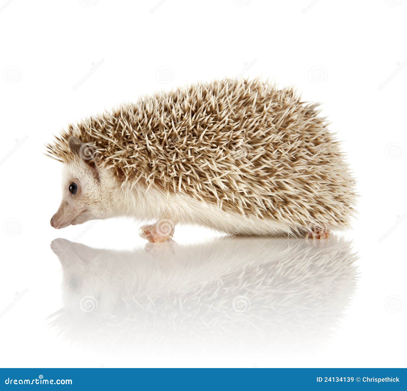 African Pygmy Hedgehog stock image. Image of pets, hoglet - 24134139