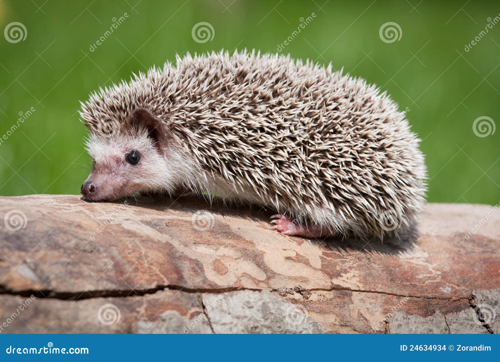 African pygmy hedgehog stock photo. Image of garden, looks - 24634934