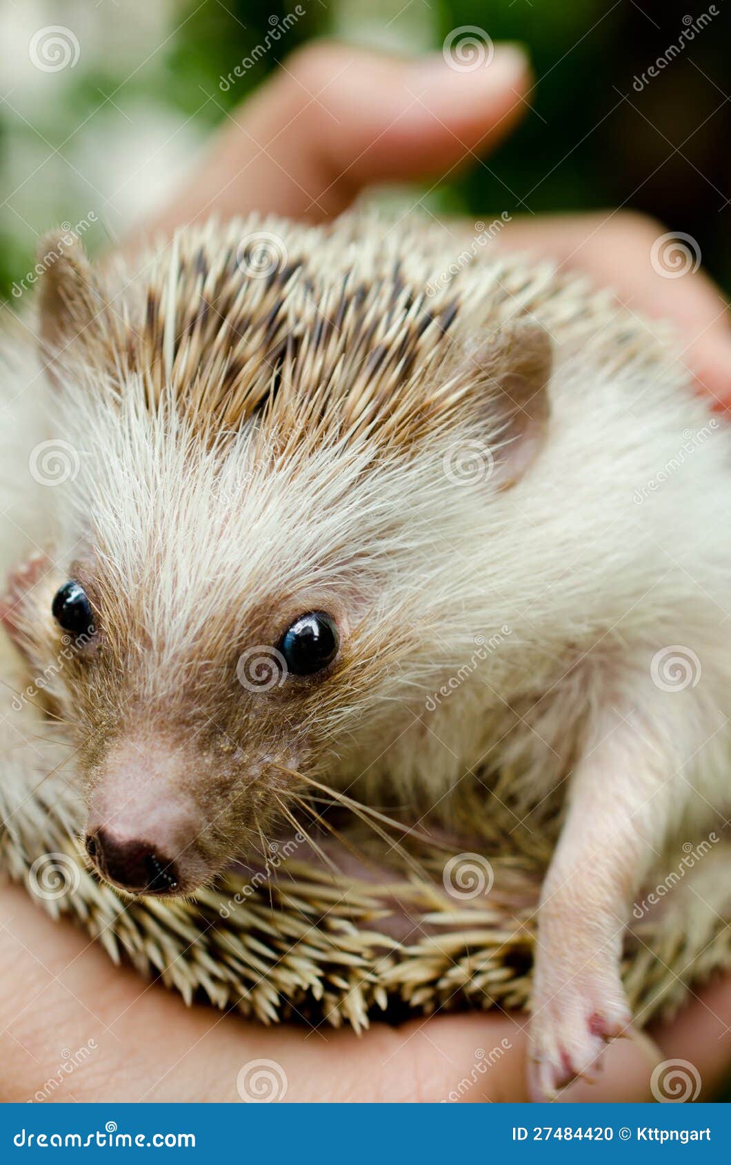African Pygmy Hedgehog stock photo. Image of mammal, pygmy - 27484420