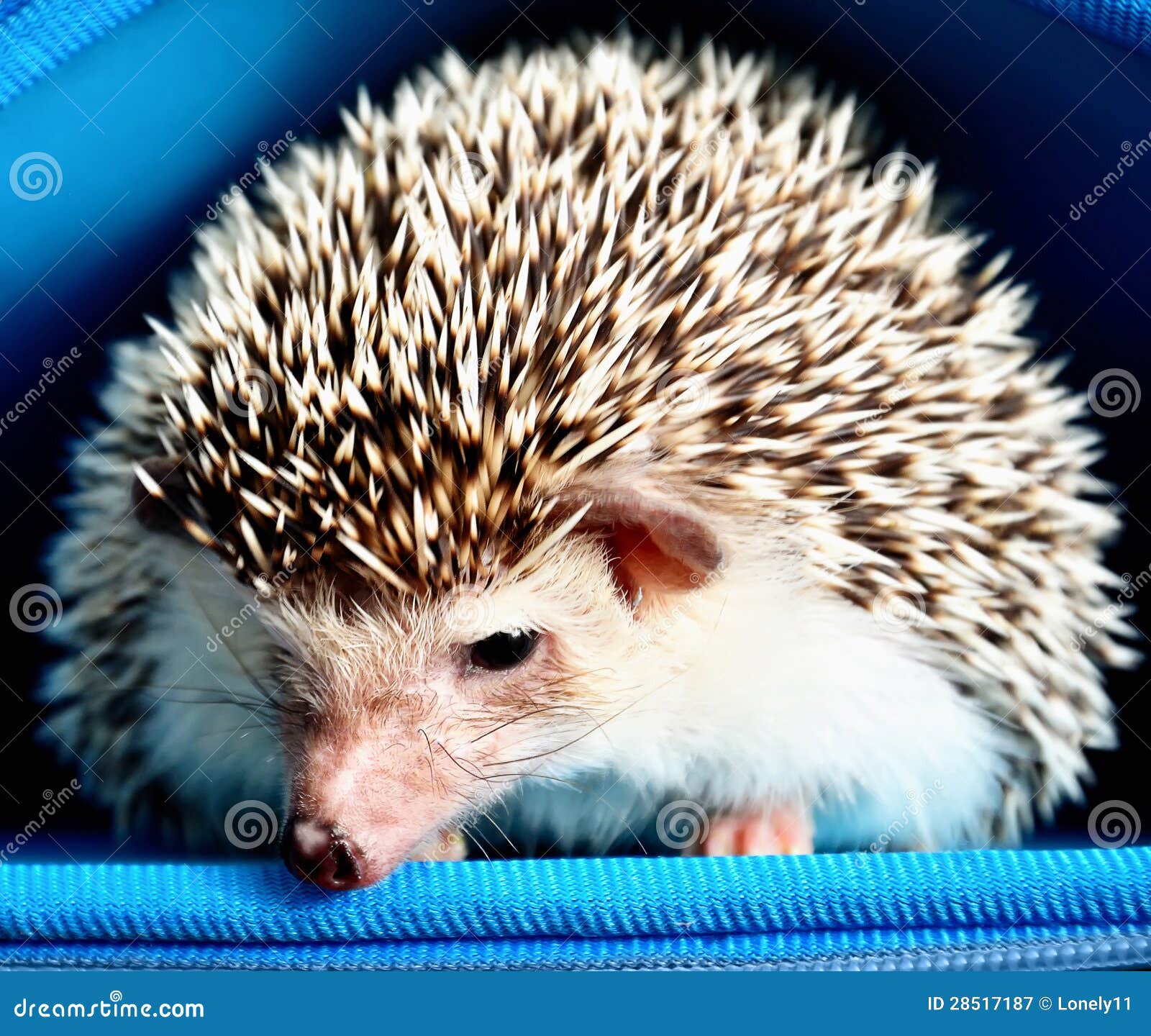 African pygmy hedgehog stock image. Image of animal, african - 28517187