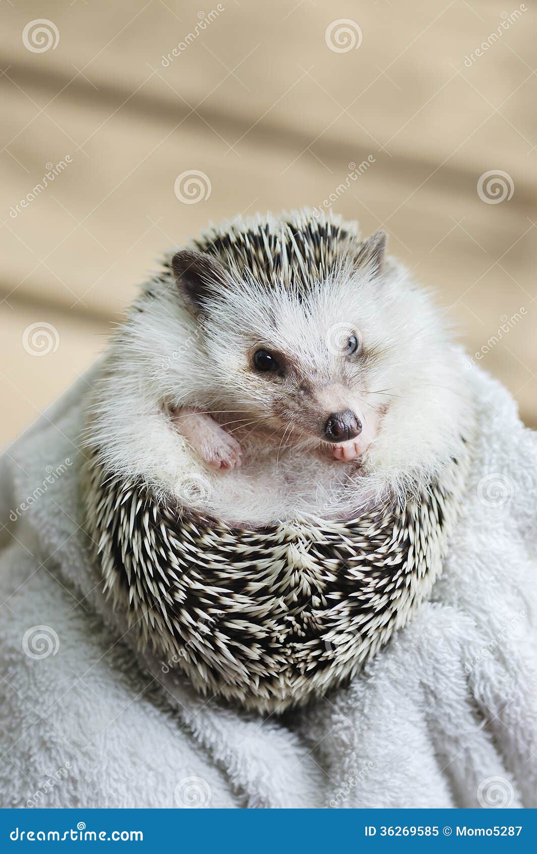 4,317 Defense Hedgehog Photos - Free & Royalty-Free Stock Photos from ...
