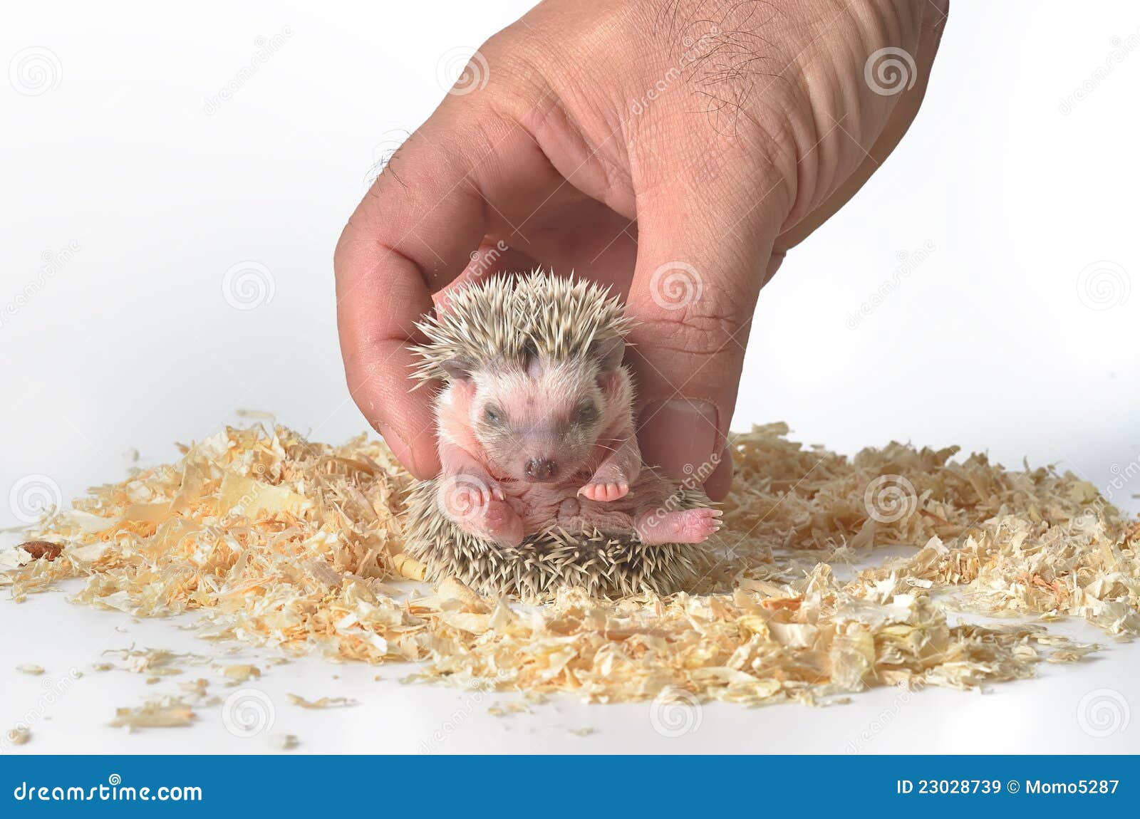 African Pygmy Hedgehog In Hand Royalty Free Stock Images - Image: 23028739