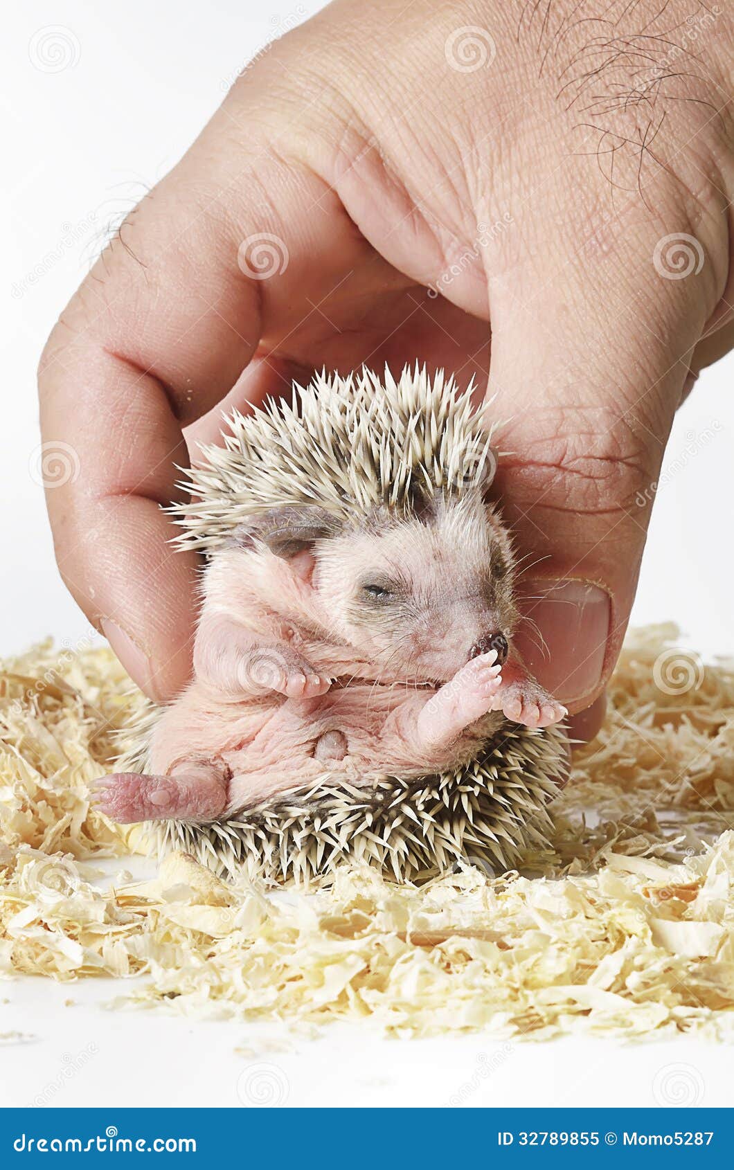 African Pygmy Hedgehog in Hand Stock Image - Image of little, prickly ...
