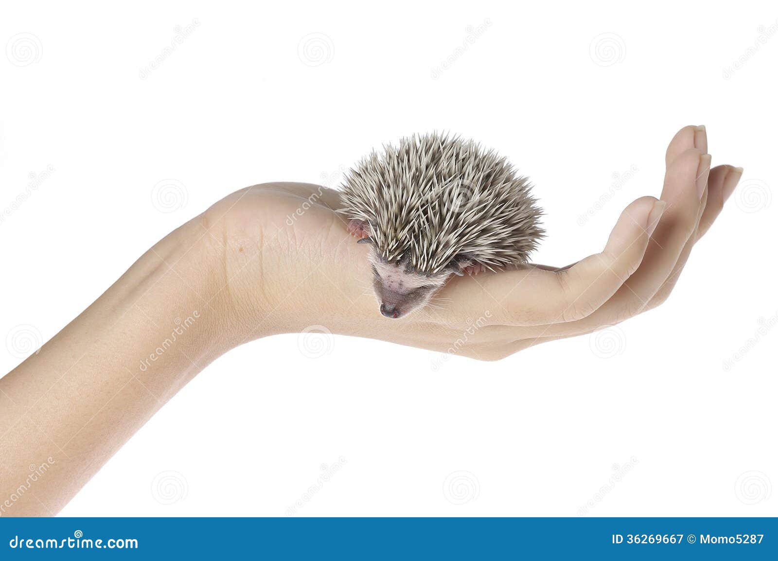 African Pygmy Hedgehog in Hand Stock Image - Image of prickle, bristles ...