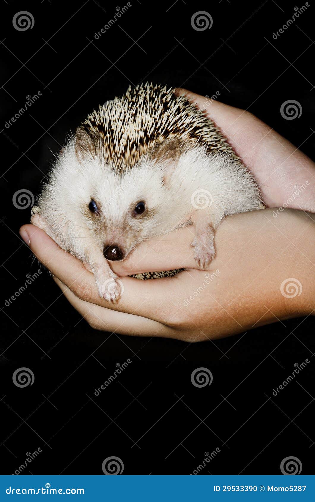 African Pygmy Hedgehog in Hands Stock Photo - Image of macro, hedgehog ...