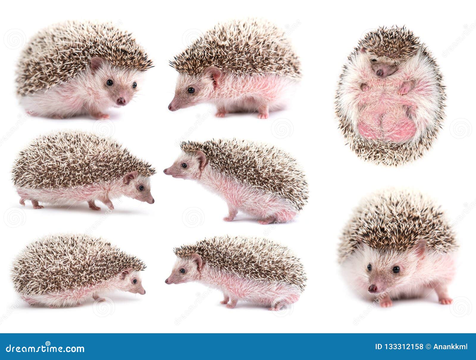 African Pygmy Hedgehog Isolated Stock Photo - Image of bristle, pygmy ...