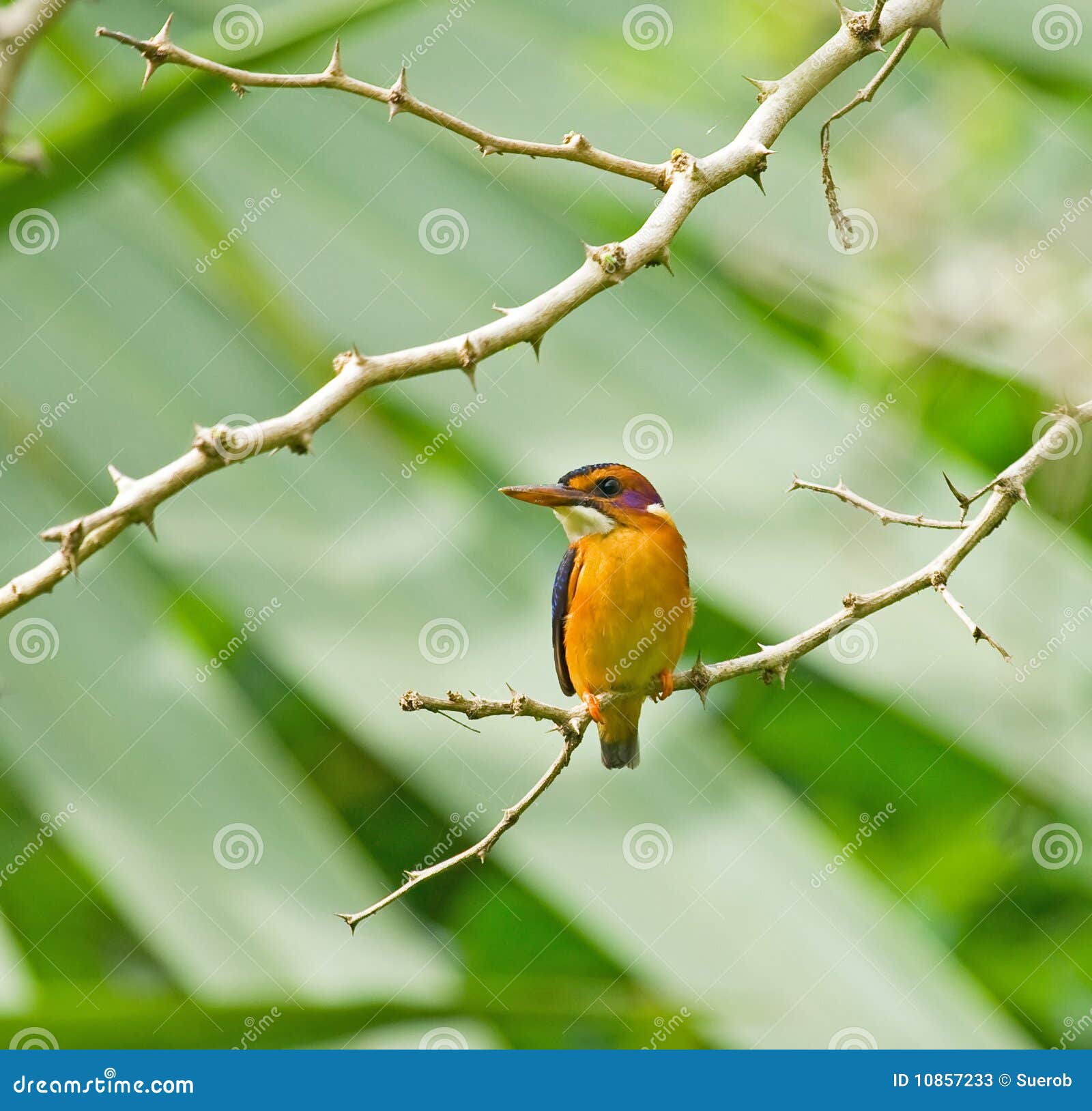 African Pygmy Kingfisher stock image. Image of travel - 10857233