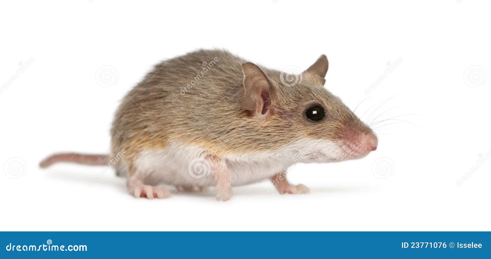 African Pygmy Mouse - Mus Minutoides Stock Photo - Image of white ...