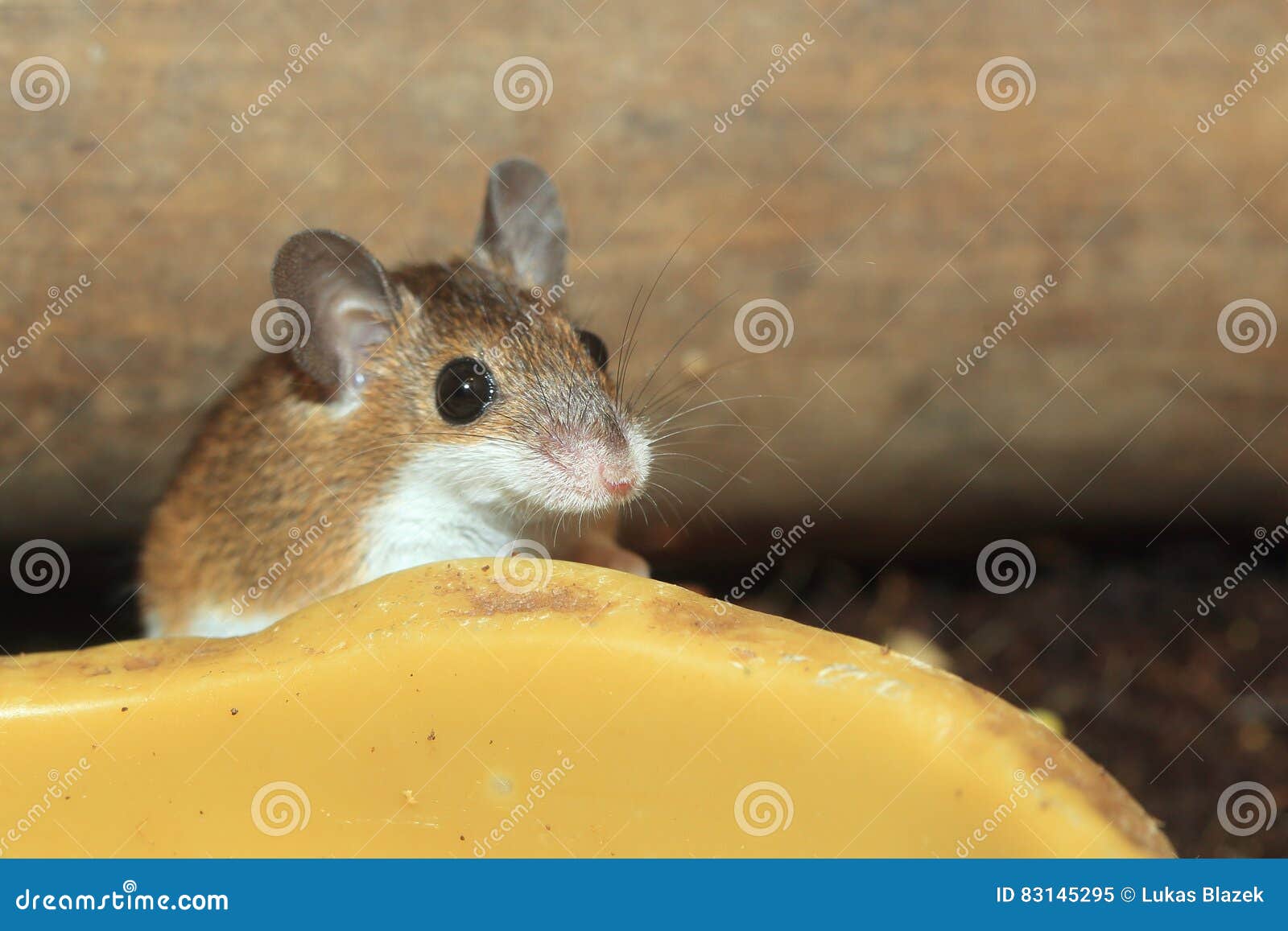 African Pygmy Mouse