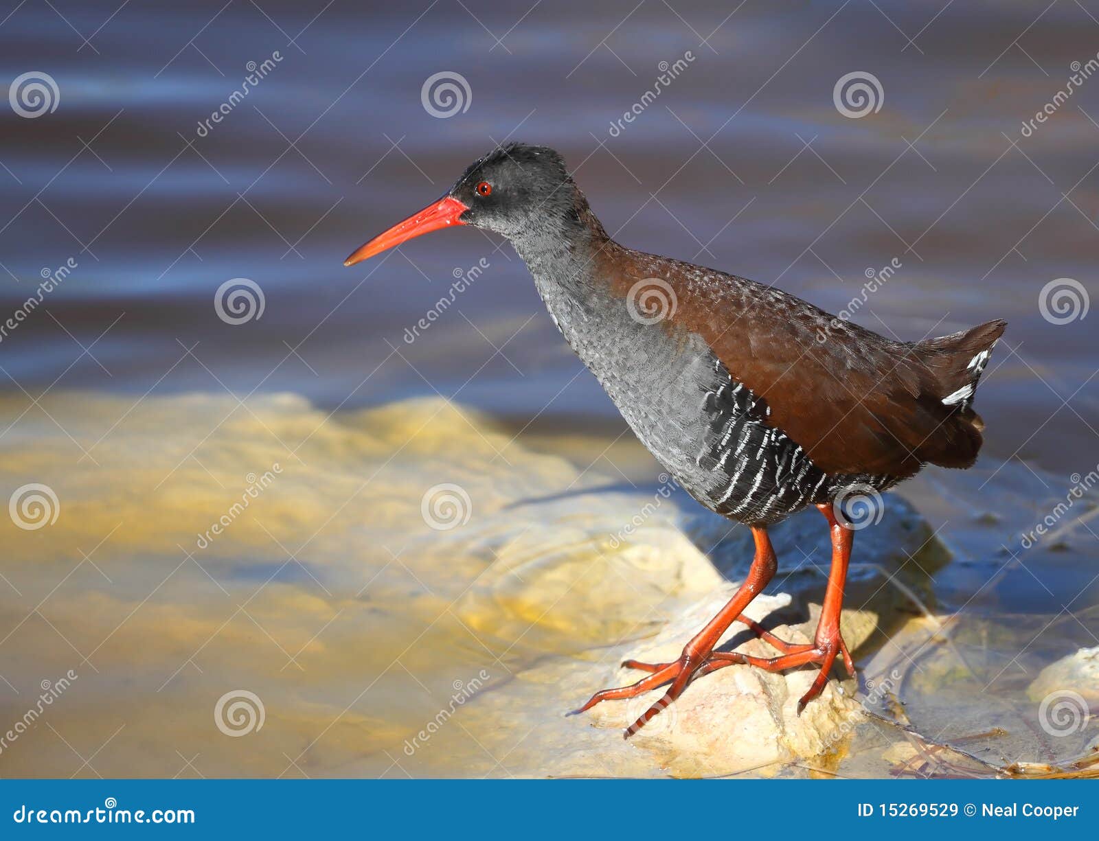 African Rail stock image. Image of colorfull, legs, reedbeds - 15269529