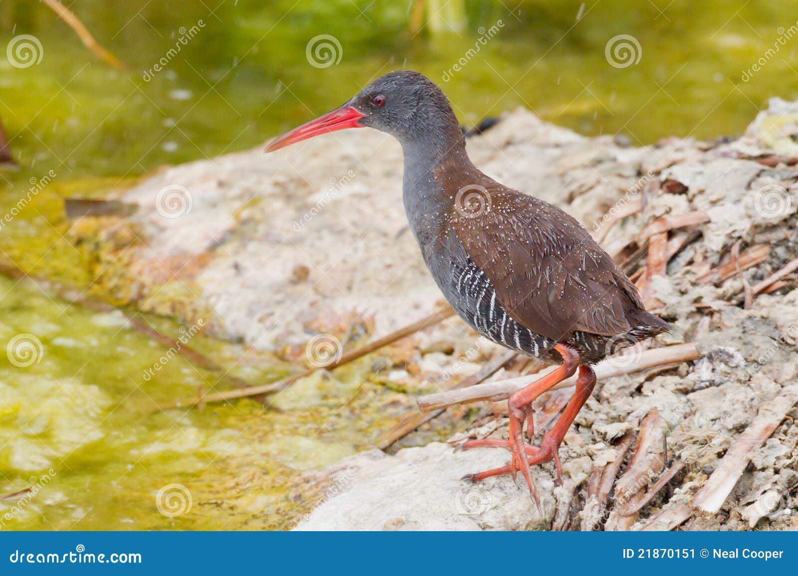African Rail stock image. Image of wader, birds, colorfull - 21870151